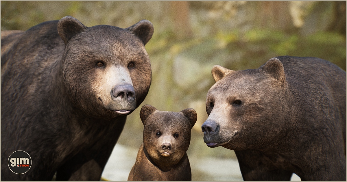 Brown Bear (pack) | 3D Animals | Unity Asset Store