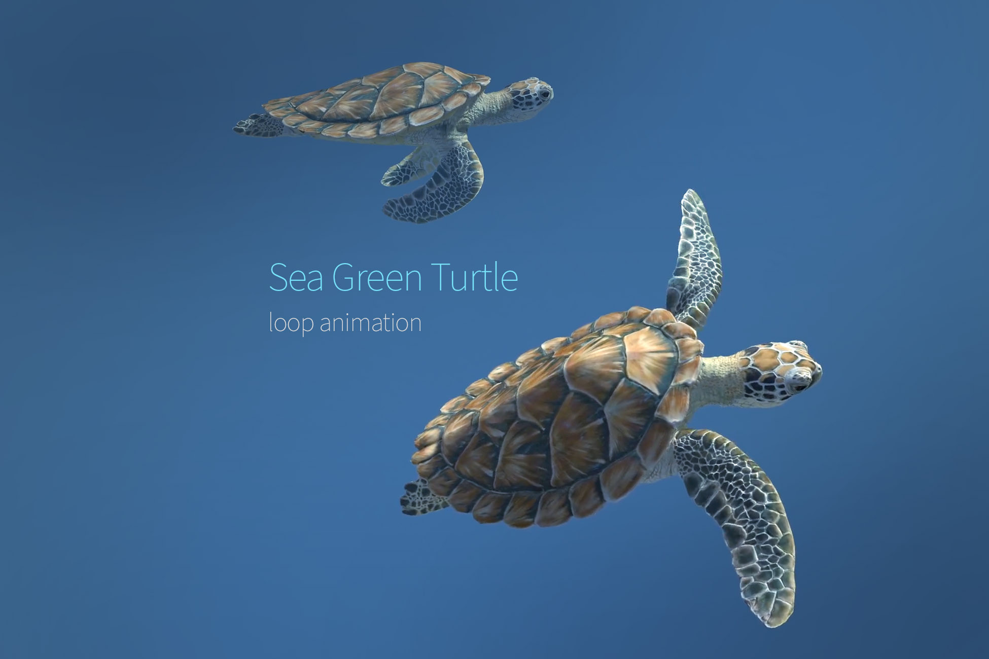Sea Green Turtle | Characters | Unity Asset Store