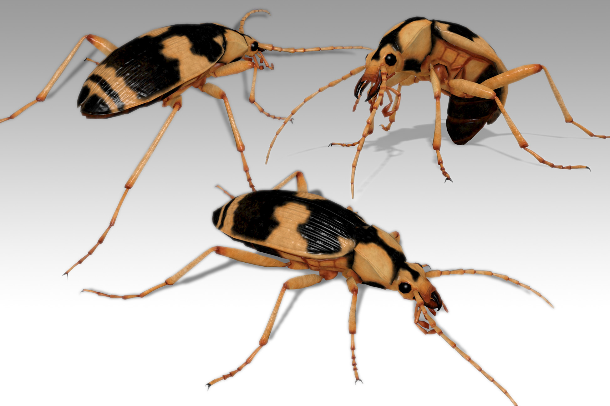 Bombardier Beetle | Characters | Unity Asset Store