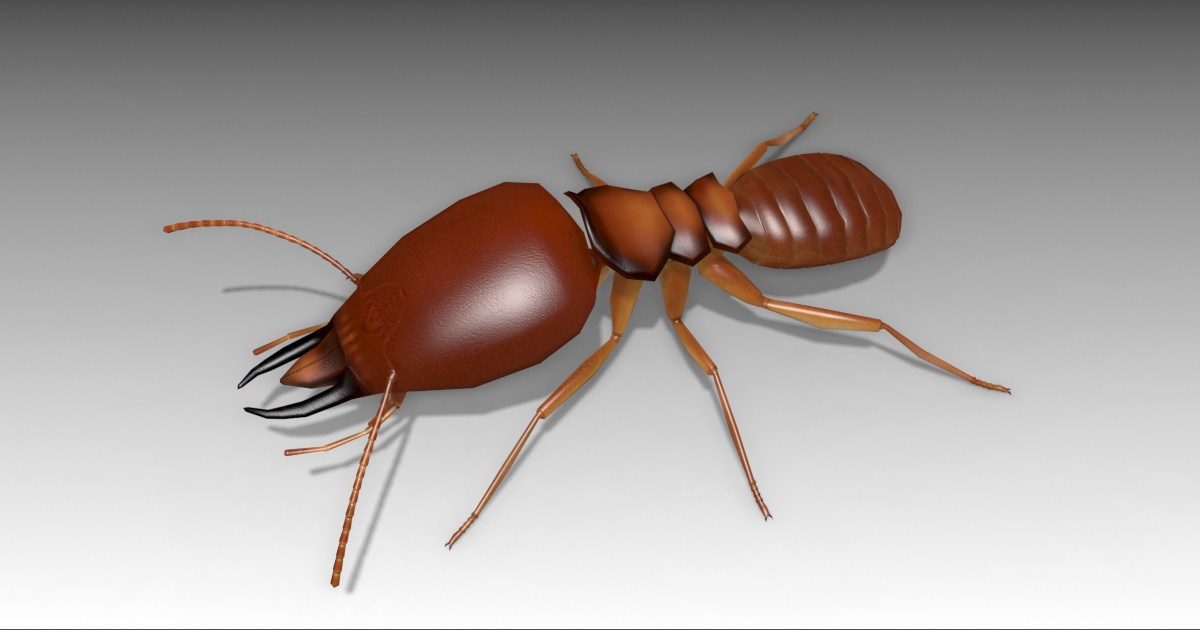 Termite | Characters | Unity Asset Store
