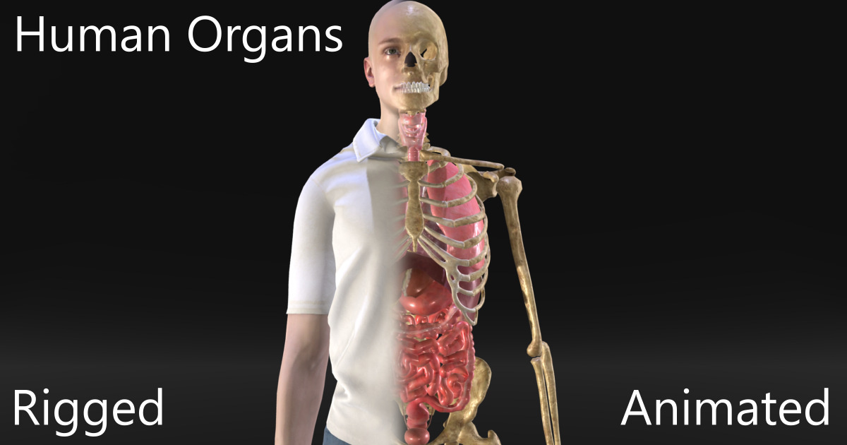 Skeleton With Internal Organs Rigged | Characters | Unity Asset Store