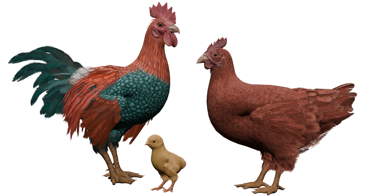Pack of chickens | Characters | Unity Asset Store