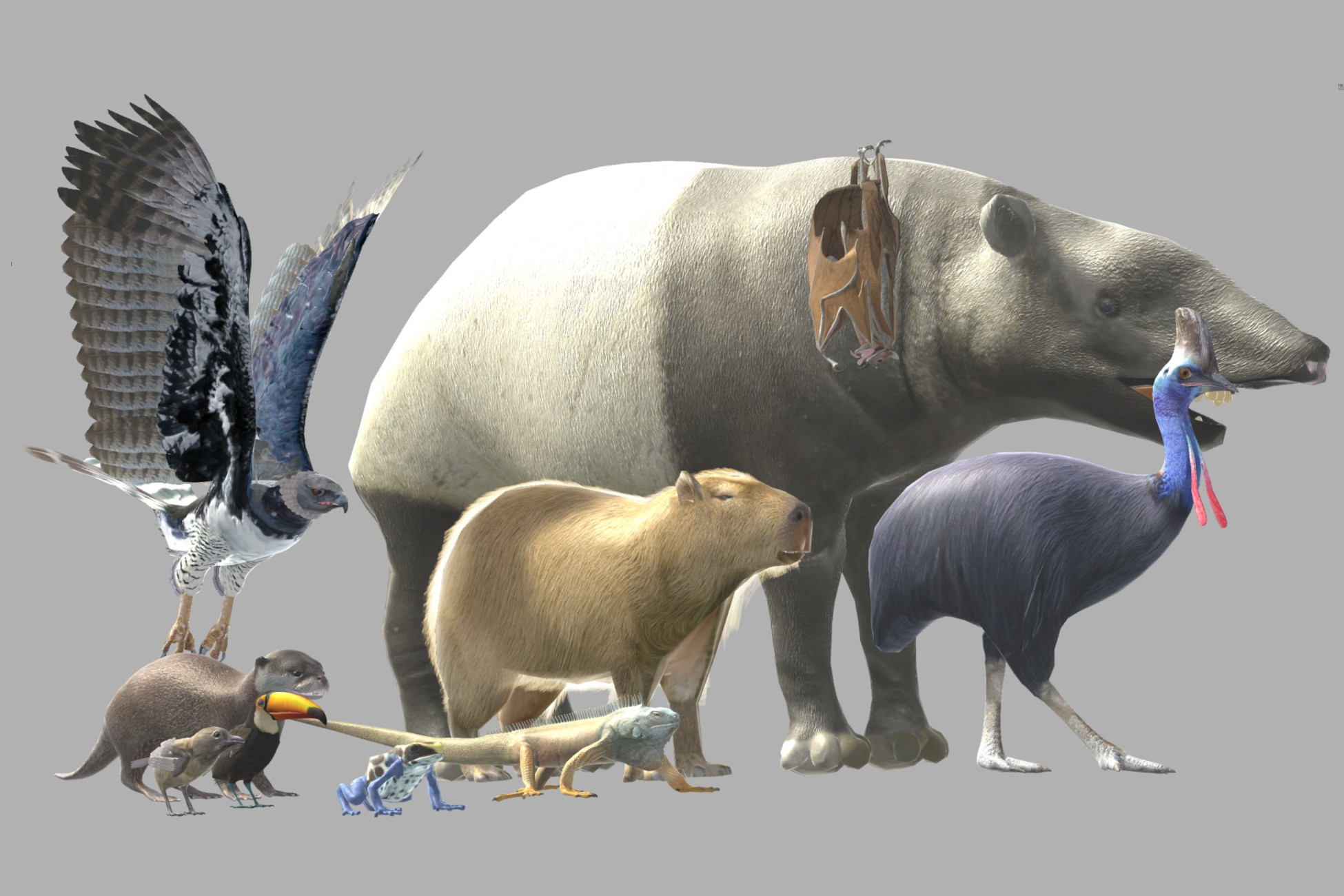 Rainforest Animals pack | 3D Animals | Unity Asset Store