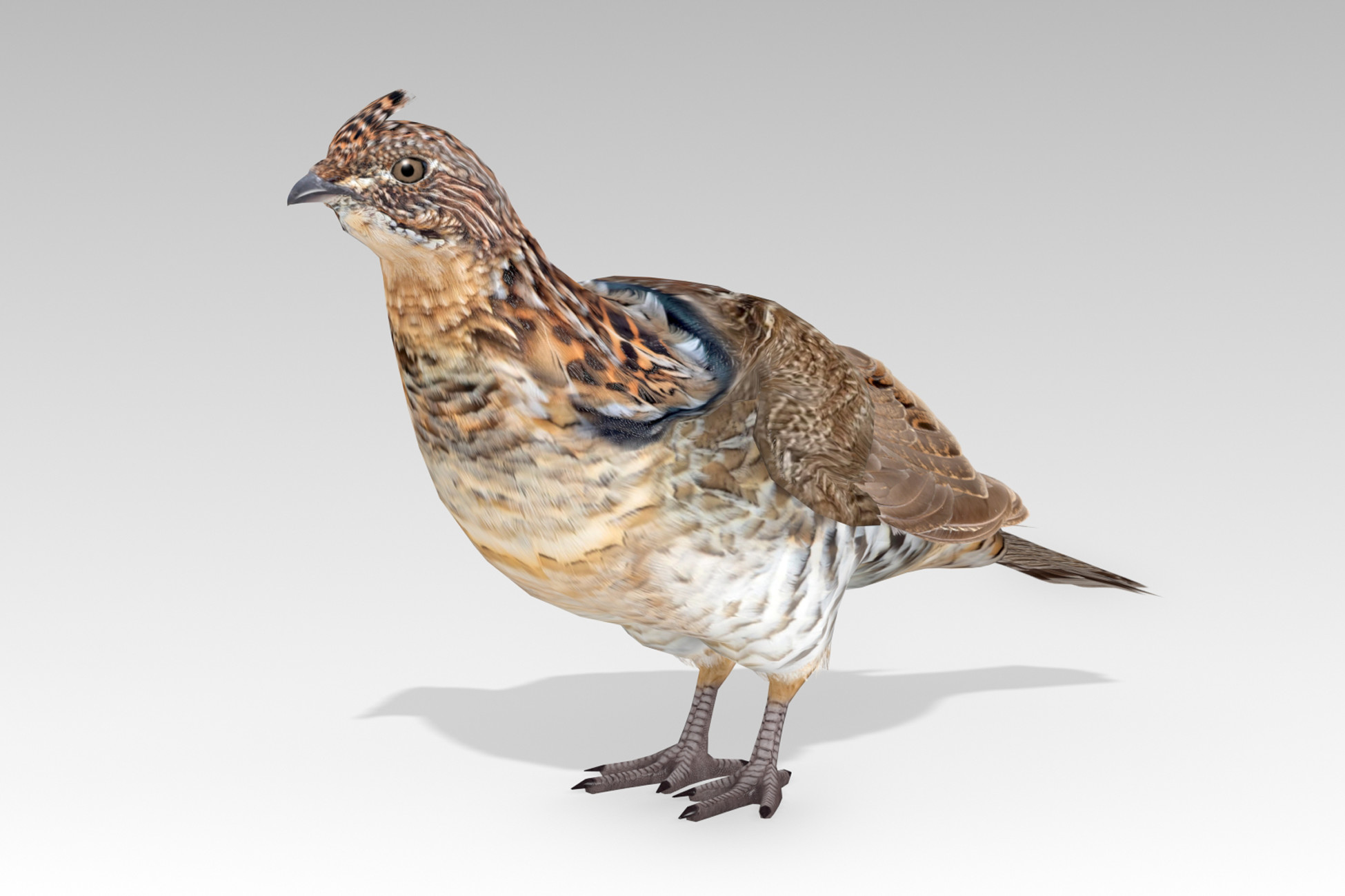 Grouse | Characters | Unity Asset Store