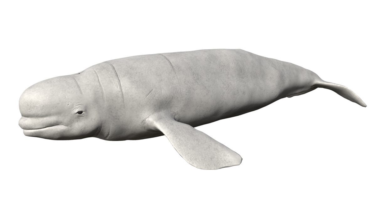 Beluga | Characters | Unity Asset Store