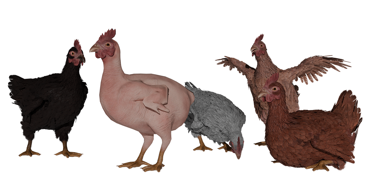 Chicken (Hen) | Characters | Unity Asset Store
