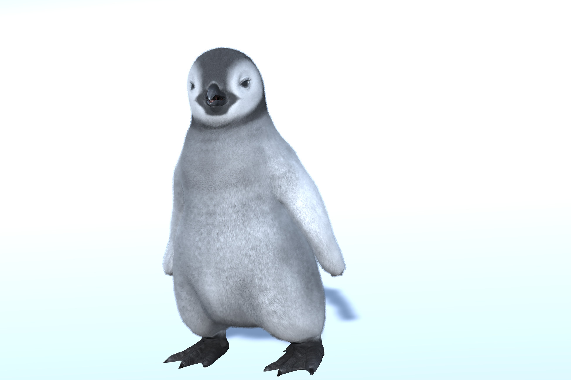 Real Baby Penguin Pictures