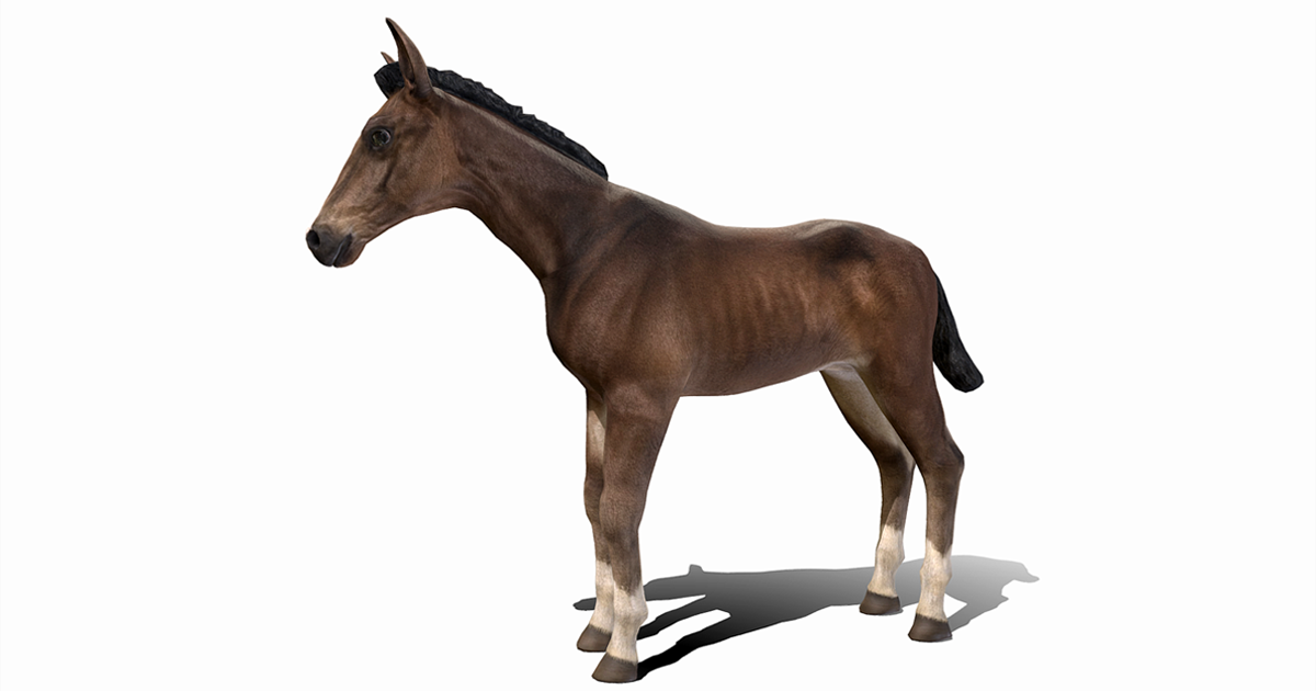 Horse foal | Characters | Unity Asset Store