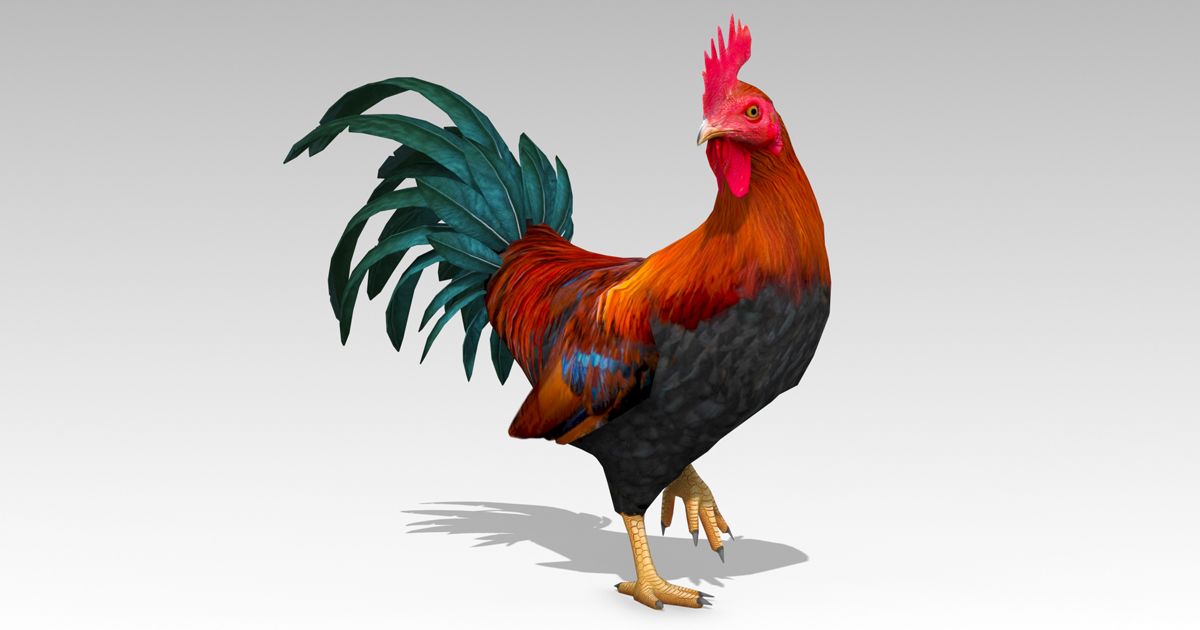 Rooster Animated | Characters | Unity Asset Store