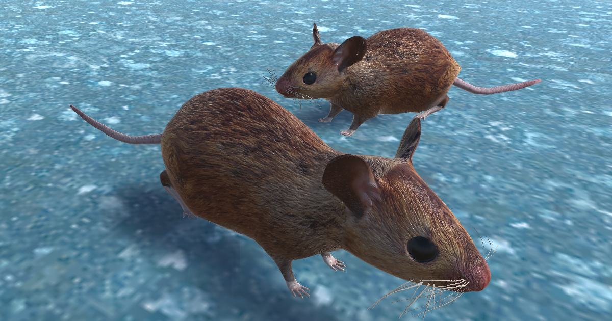 Field Mouse | Characters | Unity Asset Store