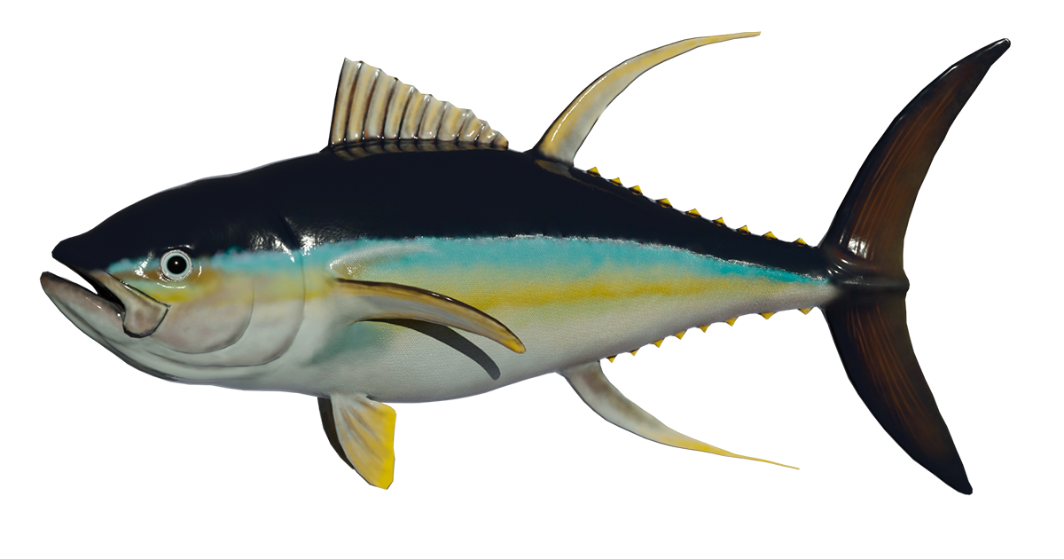 Tuna | Characters | Unity Asset Store