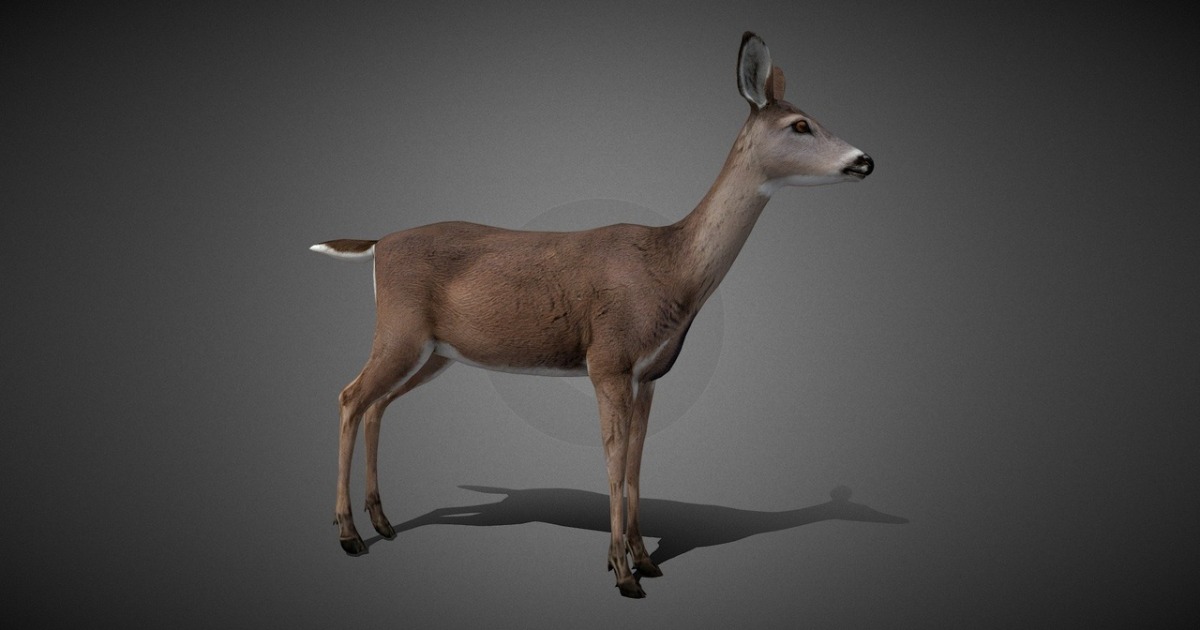Realistic Animated Doe | 캐릭터 | Unity Asset Store