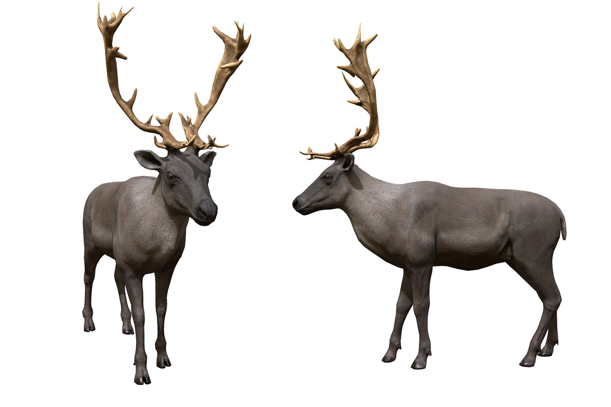 Caribou | Characters | Unity Asset Store