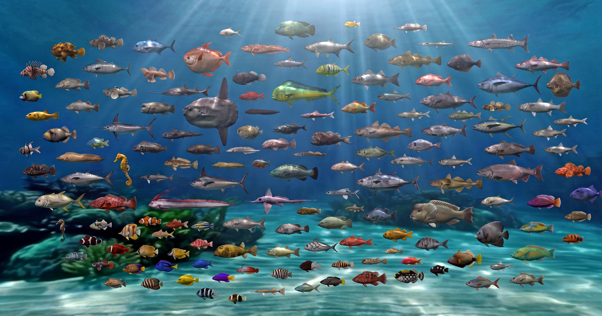 150 Sea fish - Full pack | Characters | Unity Asset Store