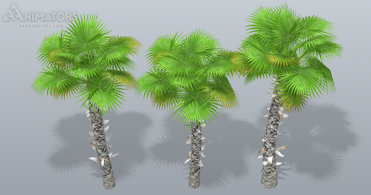Low Poly Palm Trees 04 | 3D Trees | Unity Asset Store