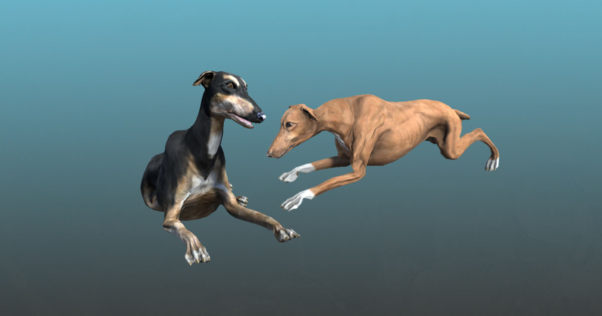 Dog - Greyhound (Full) | Characters | Unity Asset Store