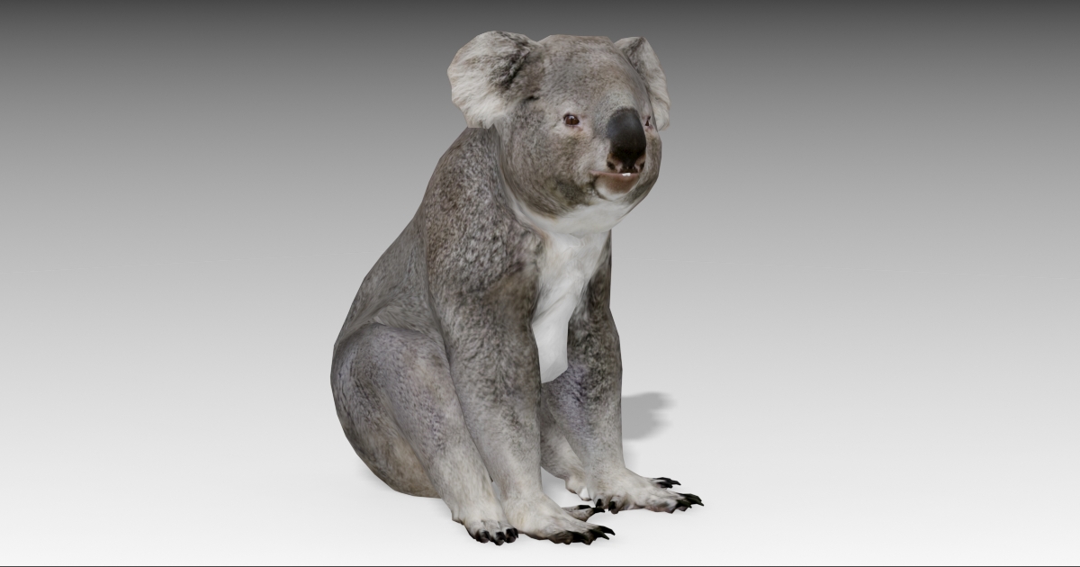 Koala Animated | 角色 | Unity Asset Store