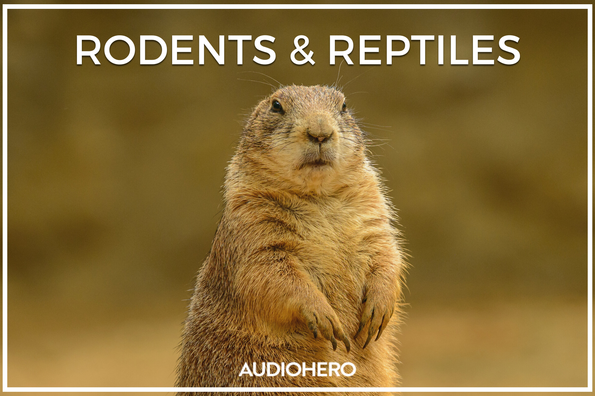 Rodents & Reptiles SFX Collection | Audio Sound FX | Unity Asset Store
