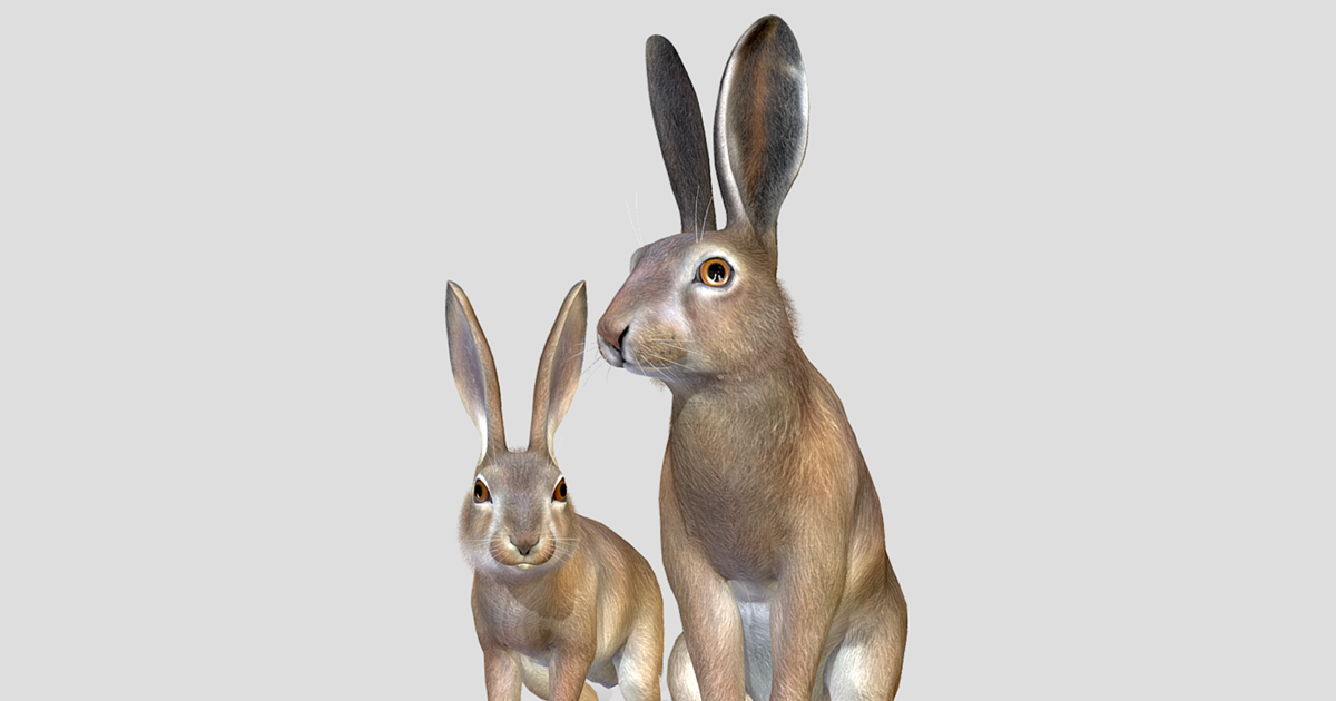 Hare Family | Characters | Unity Asset Store