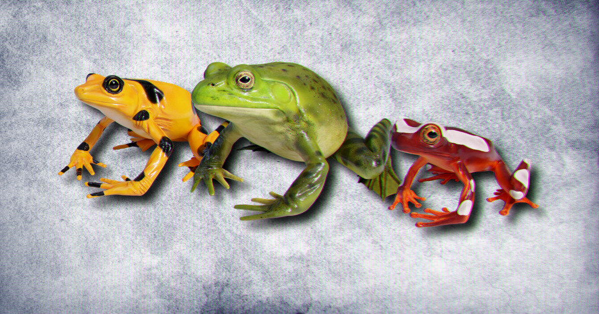 Animated Frogs Volume 1 | 3D Animals | Unity Asset Store