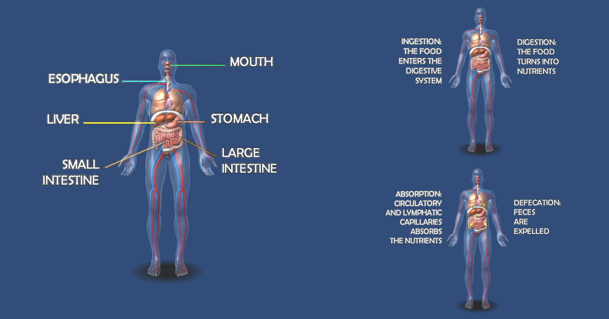 Animated Human Digestive System AR VR | 3D Characters | Unity Asset Store