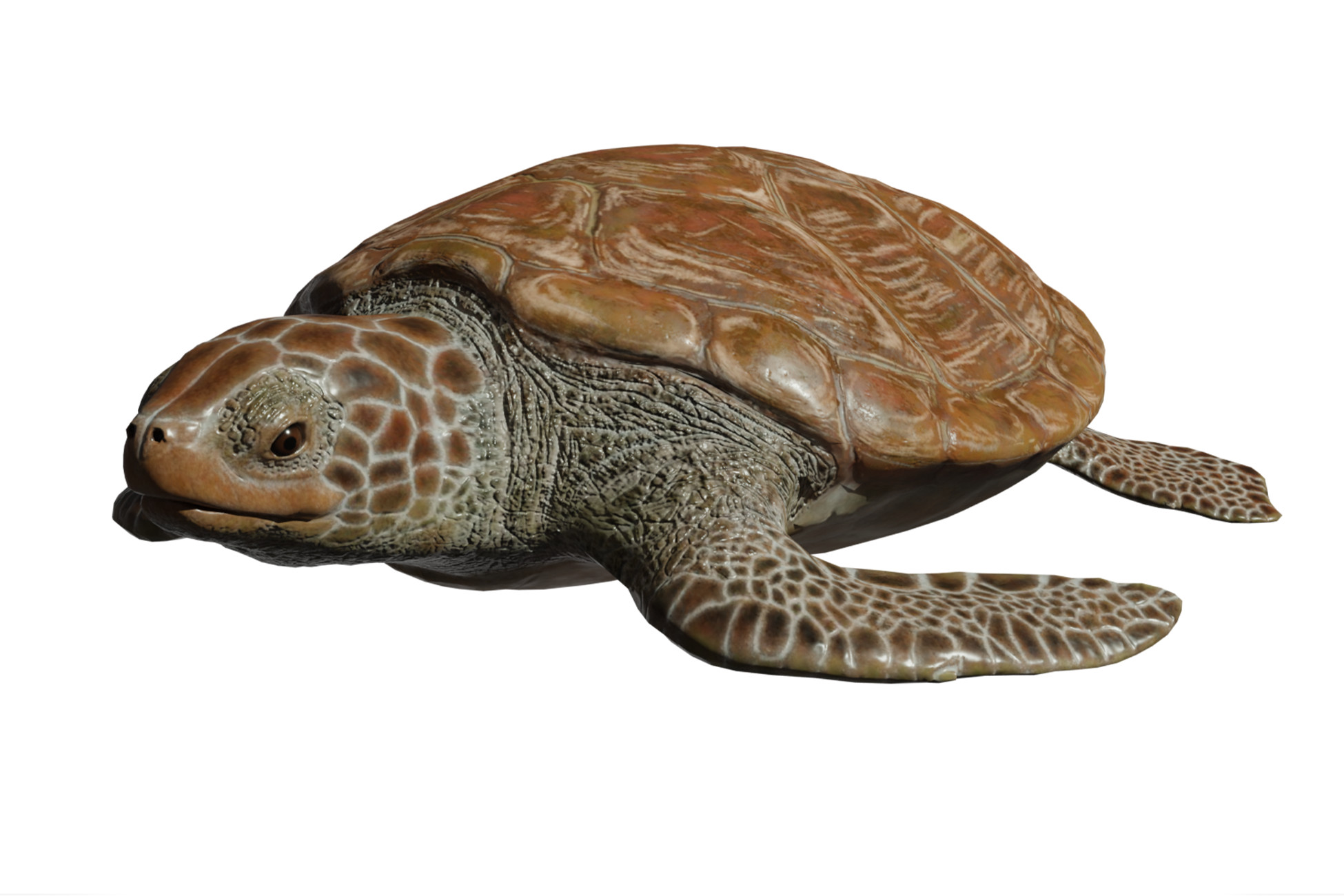 Green Turtle | Characters | Unity Asset Store