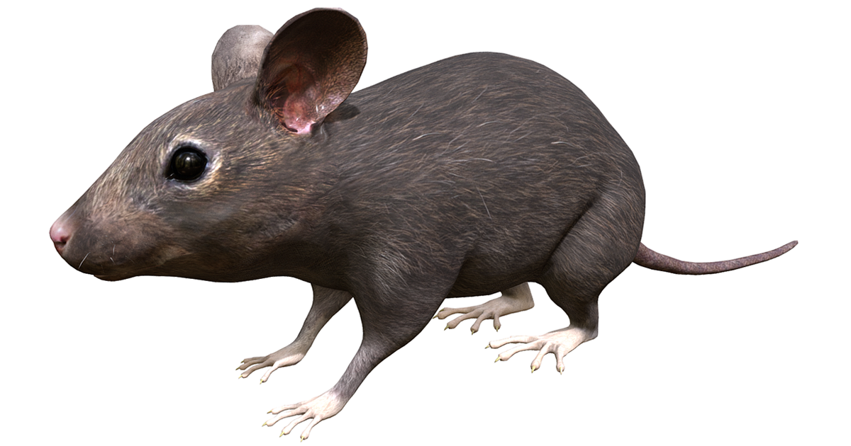 Mouse | Characters | Unity Asset Store