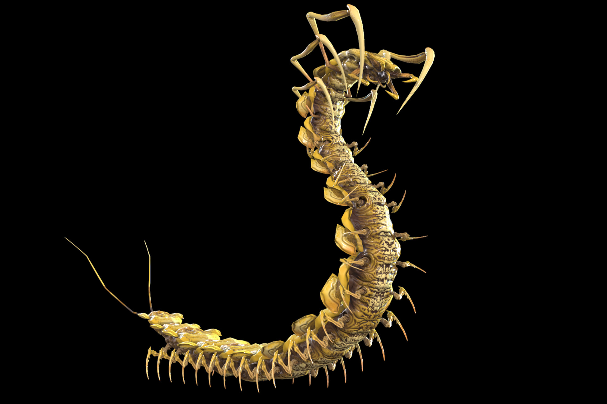 Giant Centipede | Characters | Unity Asset Store