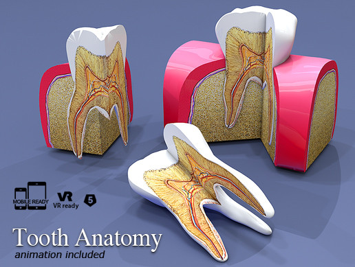 Tooth Anatomy | 3D Characters | Unity Asset Store