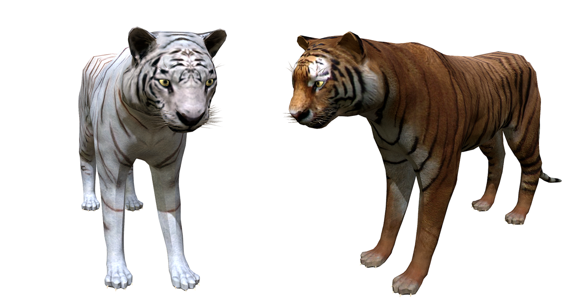 Bengal and African Tiger | Characters | Unity Asset Store