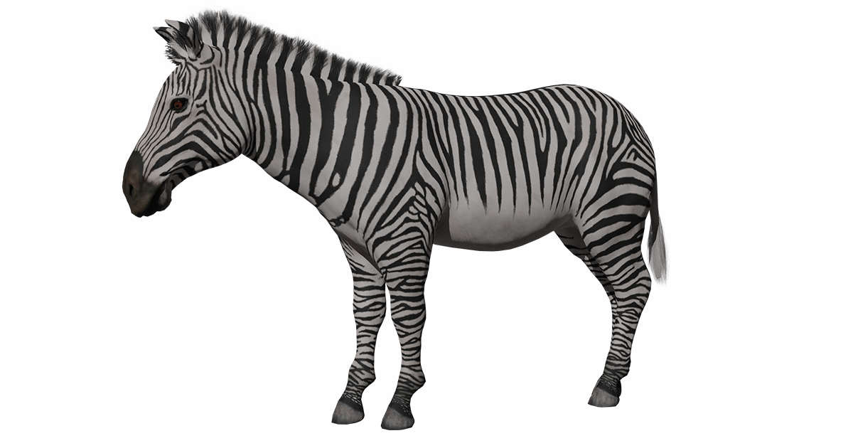 Zebra african | Characters | Unity Asset Store
