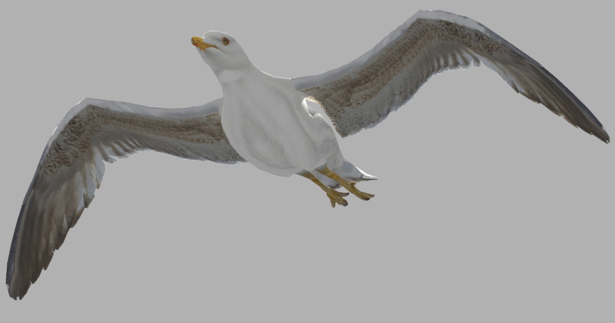 Seagull (Larus canus) | Characters | Unity Asset Store