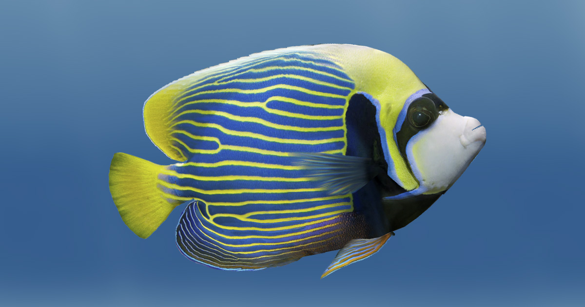 Emperor Angelfish | Characters | Unity Asset Store