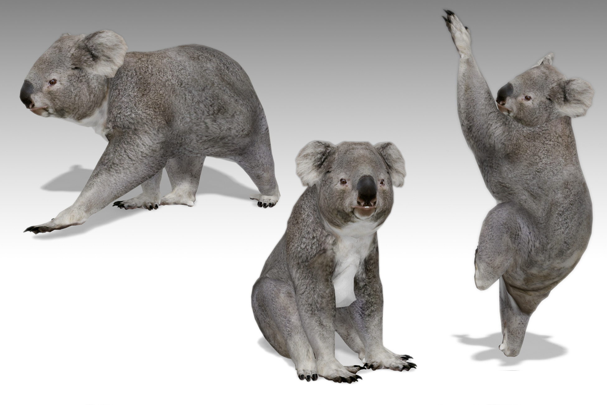 Koala Animated | Characters | Unity Asset Store