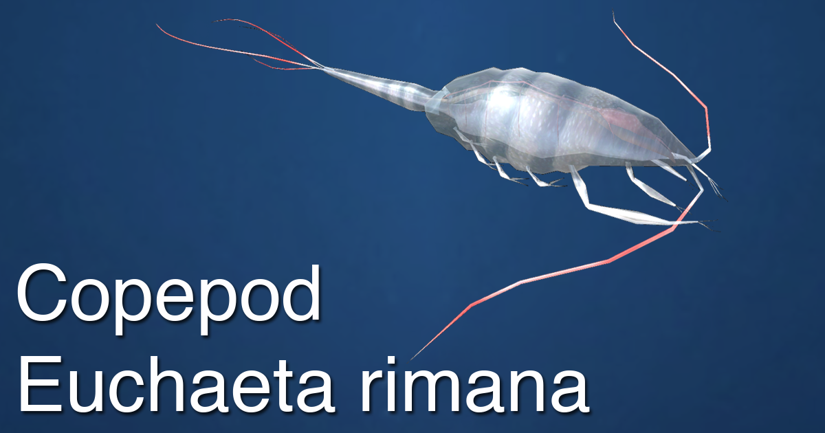Copepod Euchaeta rimana | 3D Animals | Unity Asset Store