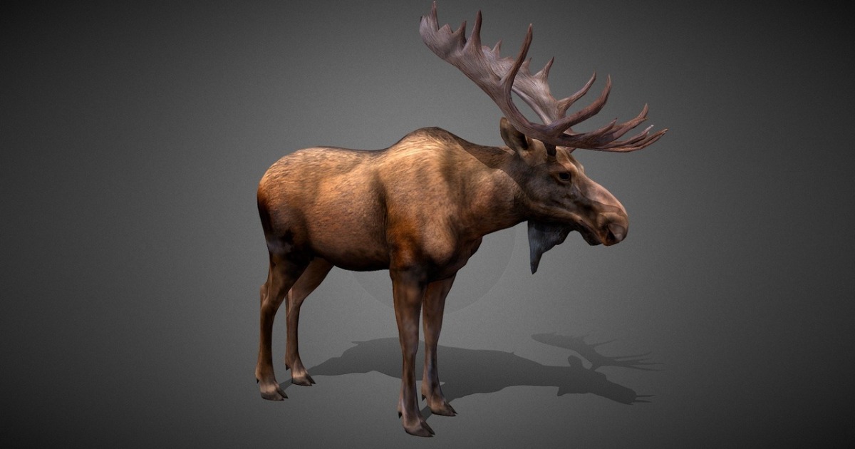 Realistic Animated Moose | 캐릭터 | Unity Asset Store