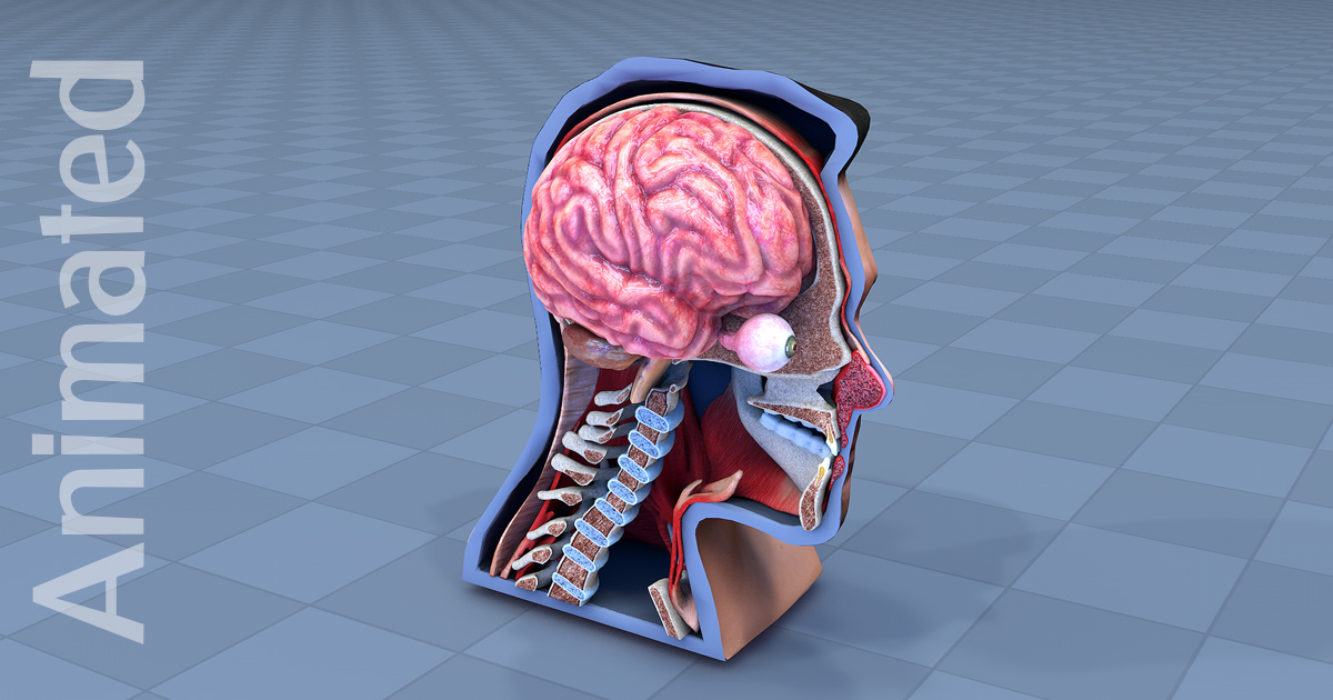 Human Head Anatomy Animated | 3D Characters | Unity Asset Store
