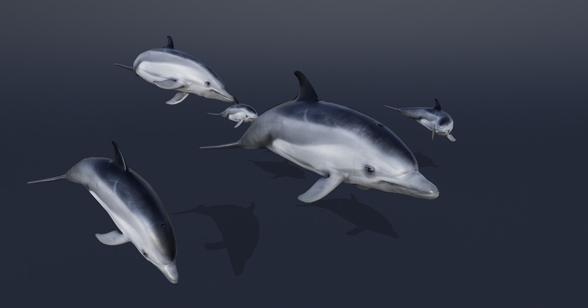 OCEAN LIFE: DOLPHIN | 3D Animals | Unity Asset Store
