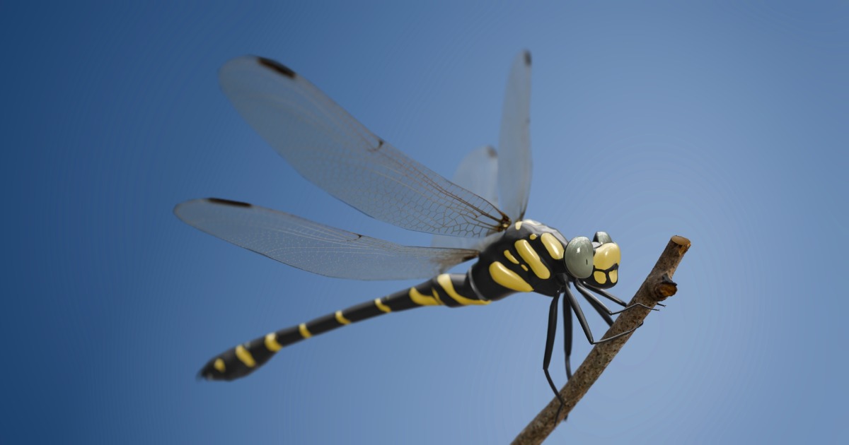 Animated Dragonfly | Characters | Unity Asset Store