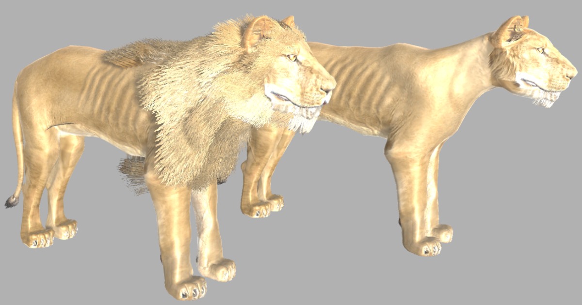 Lion(Panthera leo) | Characters | Unity Asset Store