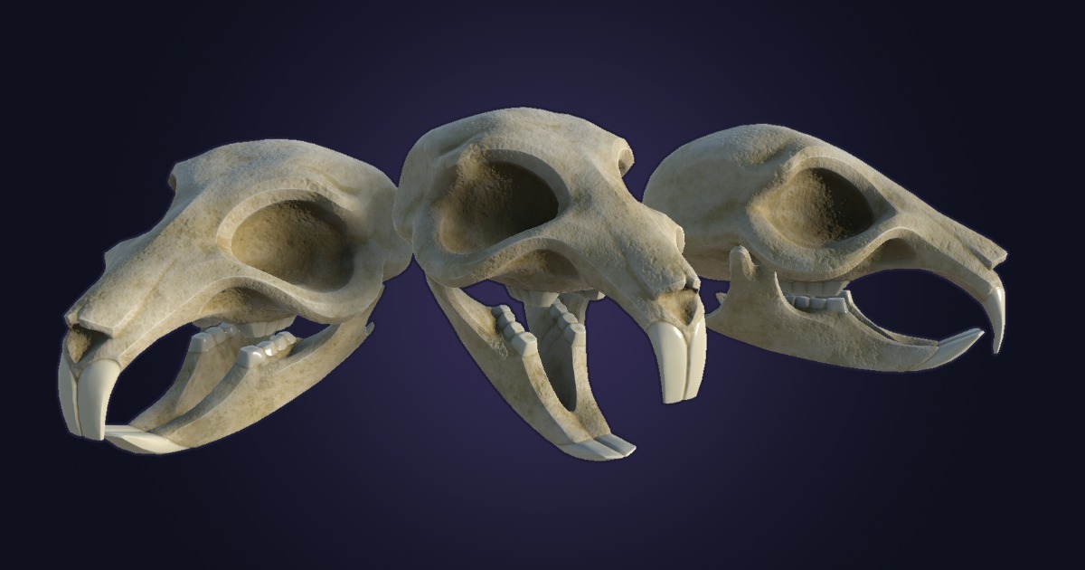 Rat Skull | 3D Props | Unity Asset Store
