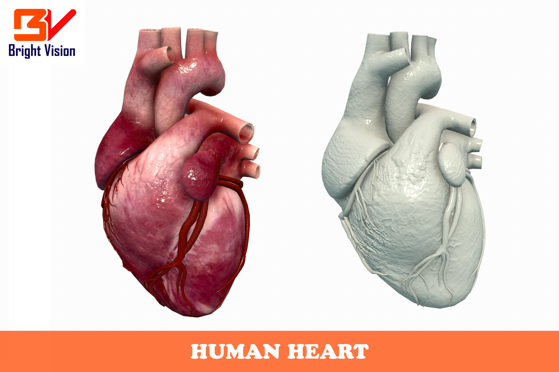 Human full Heart | 3D | Unity Asset Store