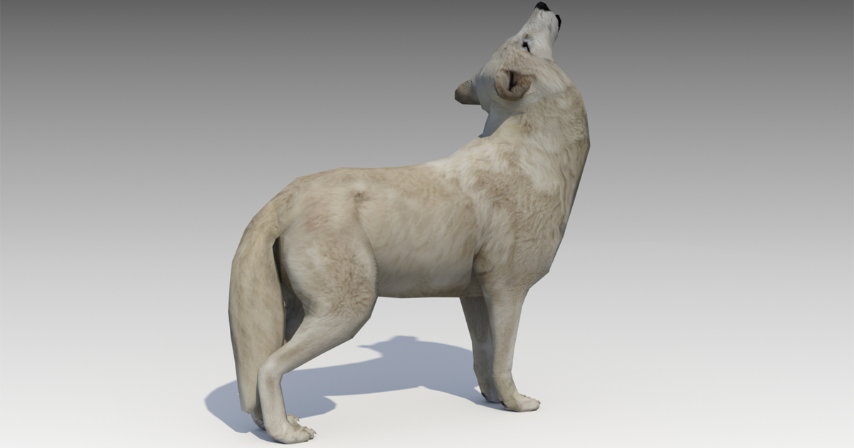 Arctic Wolf | Characters | Unity Asset Store