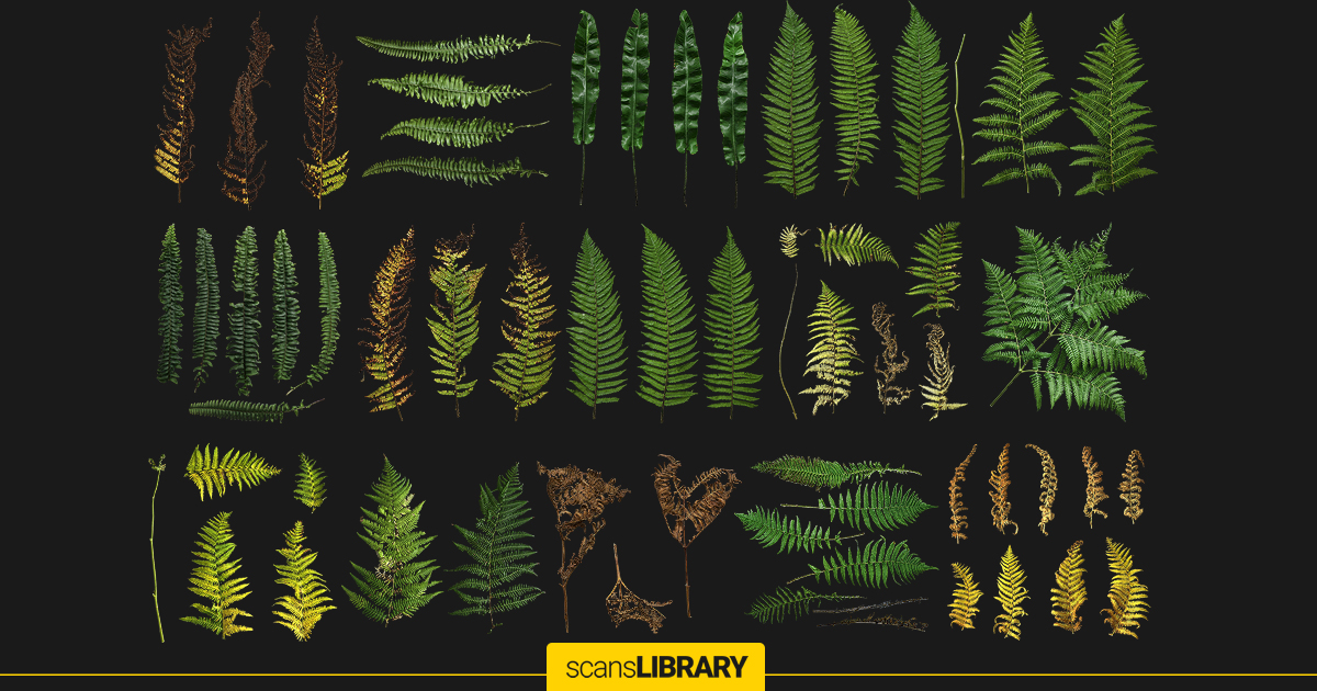 Fern Atlas Scans | 2D Textures & Materials | Unity Asset Store