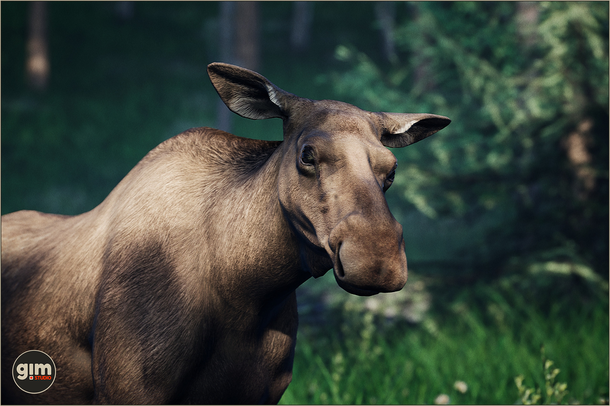 Animalia - Moose (female) | 3D Animals | Unity Asset Store