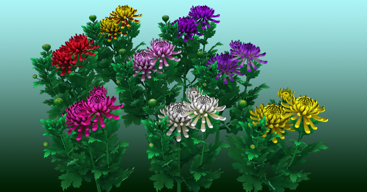 Flower Chrysanthemum Morifolium | 3D Flowers | Unity Asset Store