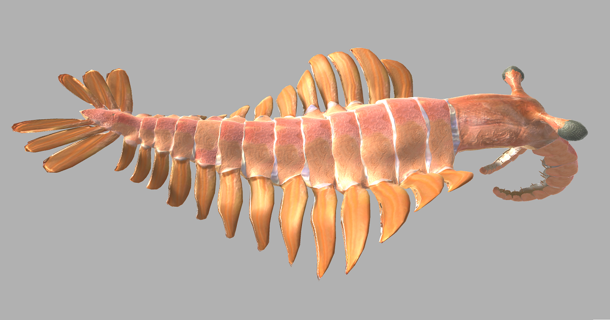 Anomalocaris | Characters | Unity Asset Store