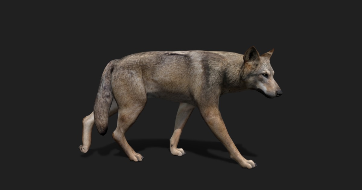 Realistic Animated Wolf 2.0 | 角色 | Unity Asset Store