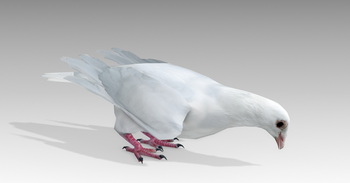 Dove | Characters | Unity Asset Store