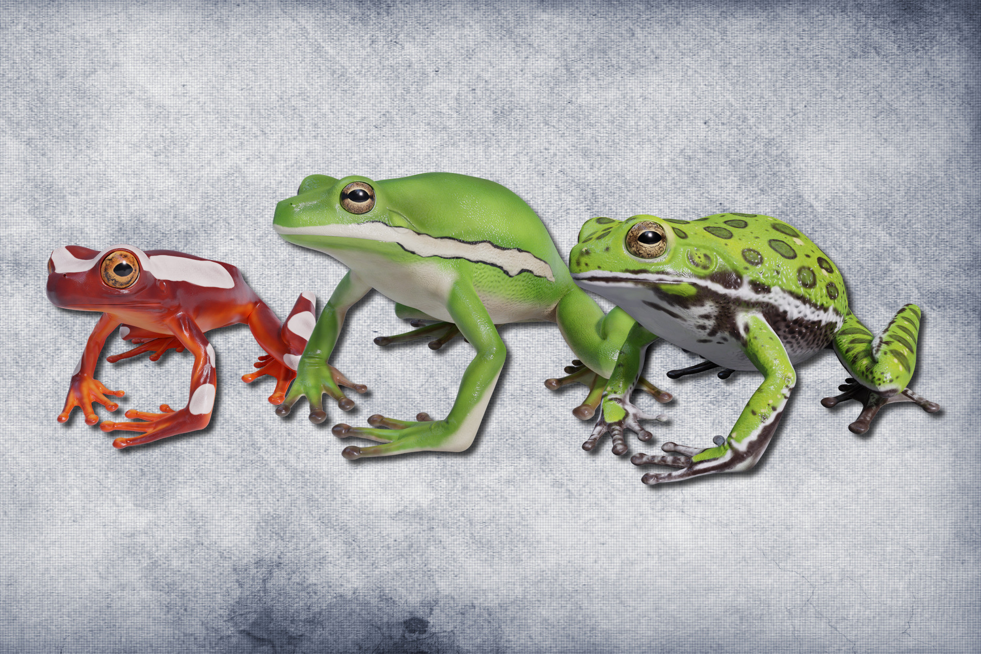 Animated Tree Frogs Volume 1 | 3D 동물 | Unity Asset Store